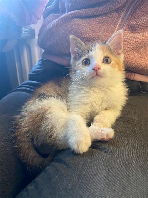 My Moms New Tiny Friend Pip Scrolller