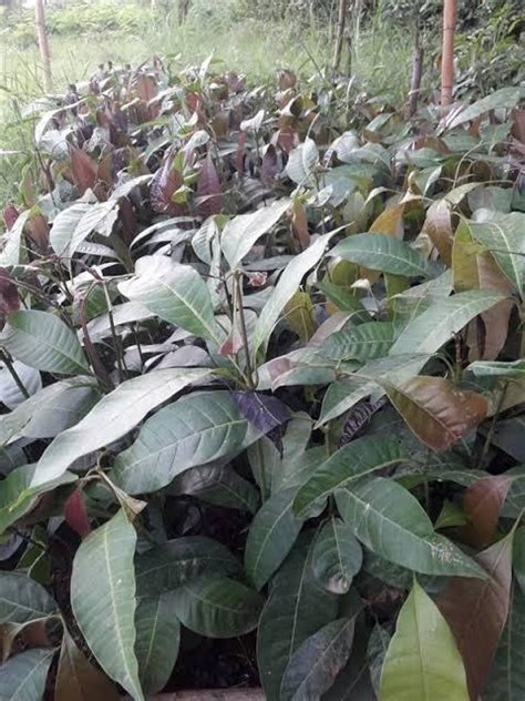 ต้นกล้ามะม่วง Ennxo