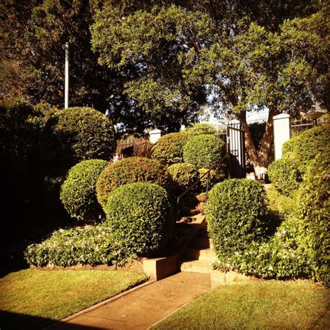 Excellent Tree Cutting Services Sydney Amico Garden Managers