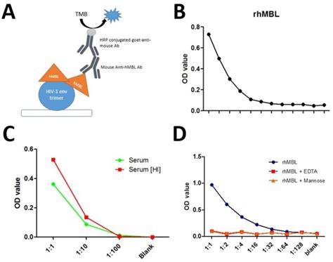 Mannose Binding Lectin Mbl In Serum Binds To Env In A Crd Dependent Download Scientific