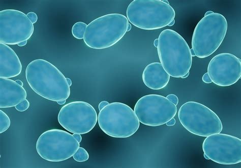 Budding Yeast Loss Is More Todays Budding Yeasts Shed Traits From