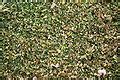 Silage Wikimedia Commons