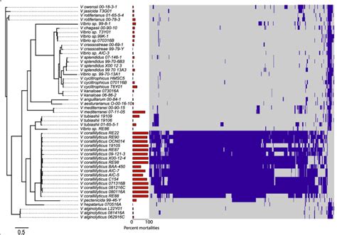 Oyster Bacteria Vibrio At Beau Feuerstein Blog
