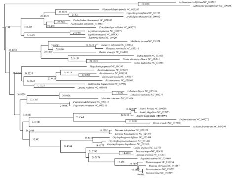 bayesian inference bi tree of 49 brassicaceae species based on the