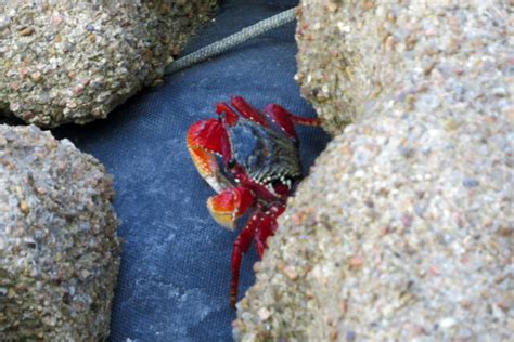 Mangrove Root Crab From Aransas County Tx Usa On November 14 2017 At 0922 Am By Jlculler