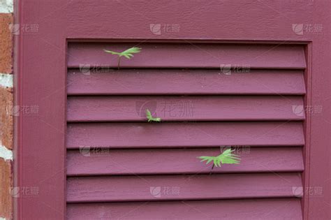 百叶帘破碎的百叶窗自然植物有蔓植物水平画幅无人摄影