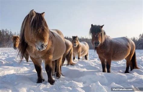 Yakutian Horses Two Winter Days With Real Siberian Horsebreeders In Yakutia Russia Yakutsk