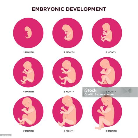 배아 개발 매월 배아 아이콘 Infographic 요소 평면 디자인에 설정합니다 임신 단계 달 의료 그림 흰색 배경에 고립에서 태아 성장 태아기에 대한 스톡 벡터 아트 및