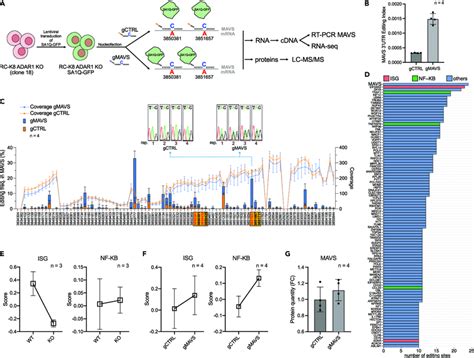 Base Editor Dependent Re Targeting Of The Mavs 3 0 Utr Modulates The Download Scientific