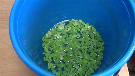 Пистия аквариумное растение для Вашего аквариума Youtube