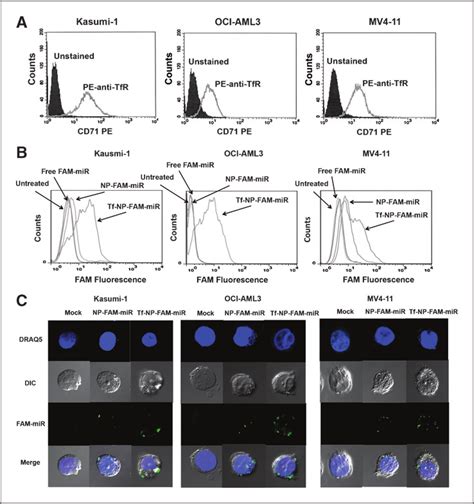 Transferrin Targeting Enhanced Cellular Uptake Of Nanoparticles A