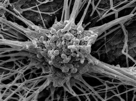 Platelet Sem Stock Image C057 2943 Science Photo Library