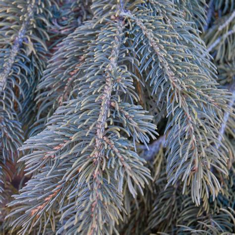 Weeping White Spruce