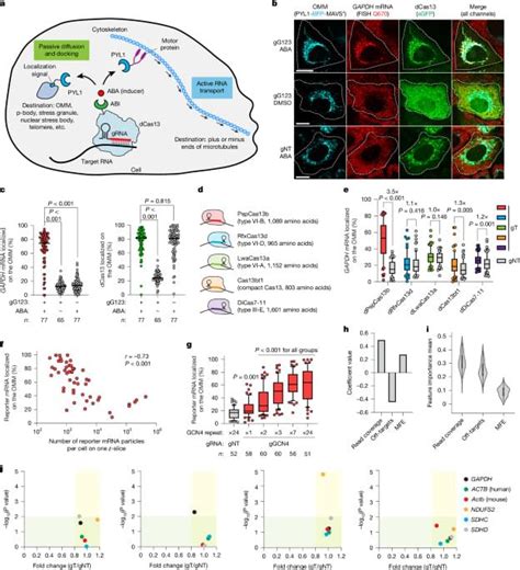 Programmable Control Of Spatial Transcriptome In Live Cells And Neurons Lifeboat News The Blog