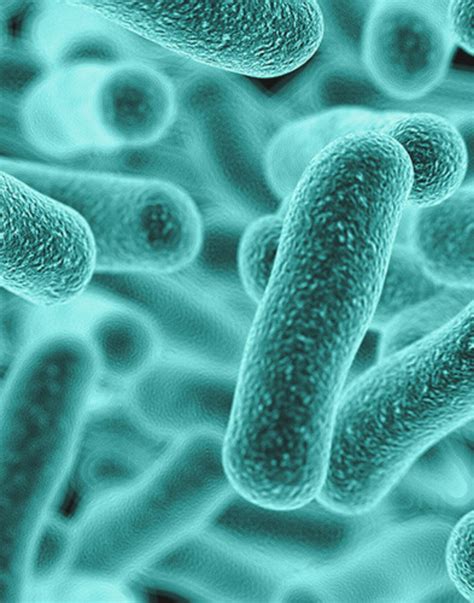 세균의 이로운점 네이버 블로그