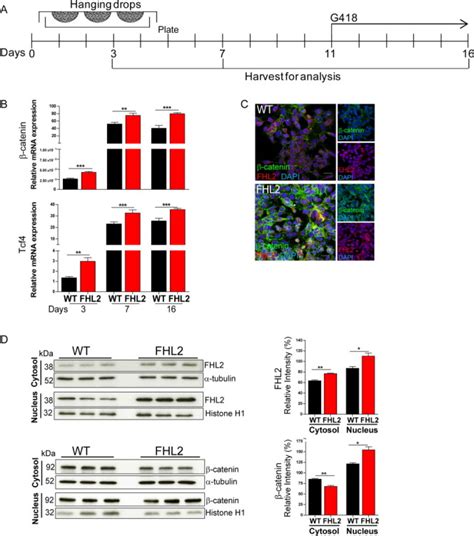 Nuclear Accumulation Of β Catenin And Enhanced Transcriptional Activity