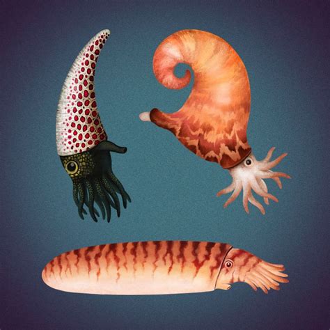 500 Million Years Of Cephalopod Fossils Earth Archives