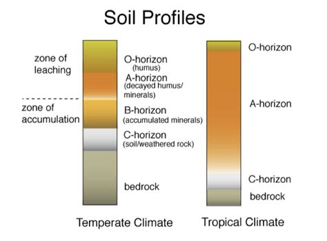 EVSC TEST ONE Weathering Soils And Mass Wasting Diagram Quizlet