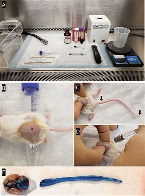 Intrathecal Injection Procedures A Setup And Materials Needed For Download Scientific