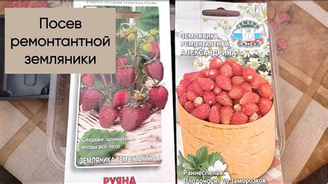 Посев ремонтантной земляники. - YouTube