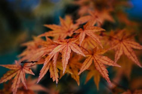 단풍 잎 주황색 Pixabay의 무료 사진 Pixabay