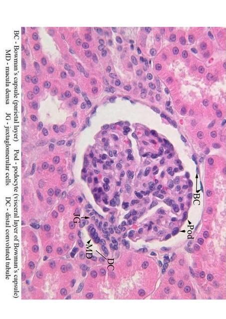 Glomérulo Melina Torres Udocz