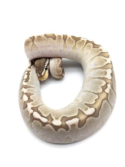 Bamboo Het Puzzle Ball Python By Marshal Law Morphs