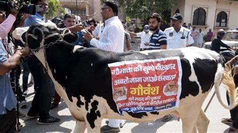 ವಿಧಾನಸಭೆಗೆ ಹಸುವನ್ನು ತಂದ ಬಿಜೆಪಿ ಶಾಸಕ ದಾರಿ ಮಧ್ಯೆಯೇ ಪರಾರಿ Public Tv Latest Kannada News