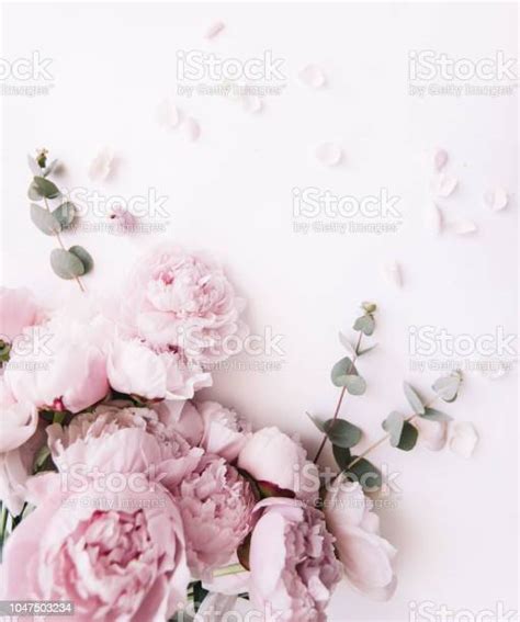아름 다운 부드러운 신선한 꽃 향기로운 분홍색 모란 꽃 흰색 배경 평면도 유 칼 리 나무 가지 평평 하다 개화기에 대한 스톡 사진 및 기타 이미지 Istock