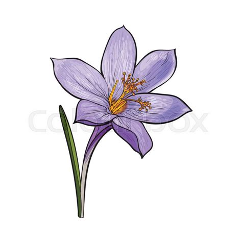 Crocus Drawing At GetDrawings Free Download