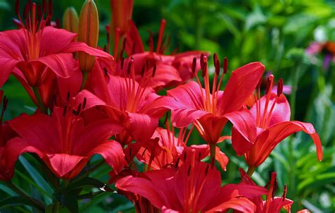 Room Without Walls June