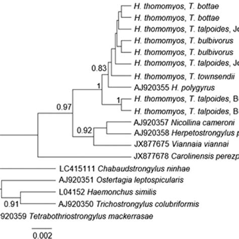 bayesian inference tree constructed from 18s rrna sequences based on