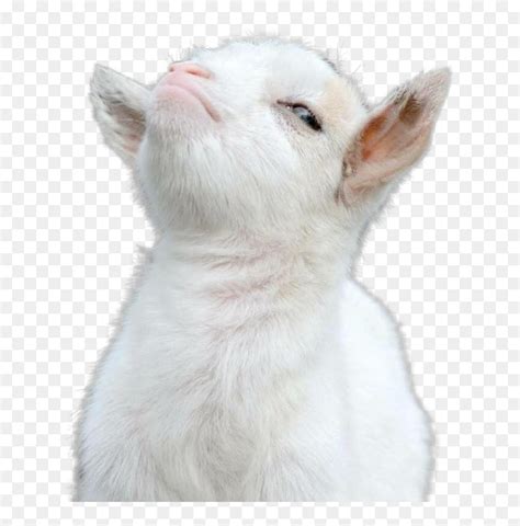 Bae Says No Sex Meme HD Png Download Vhv