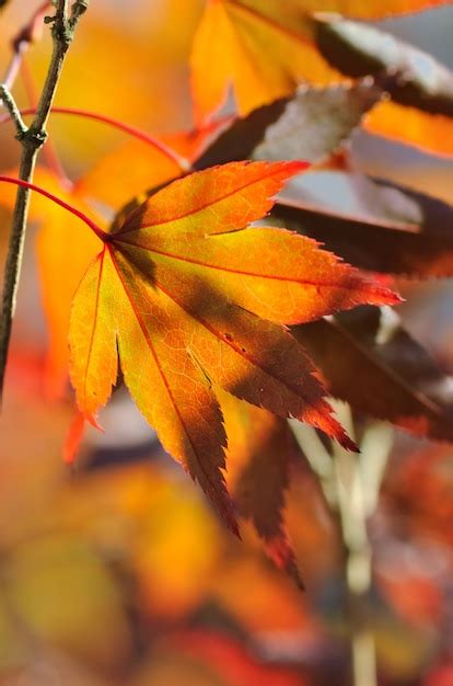 Premium Photo Flaming Maple Leaf
