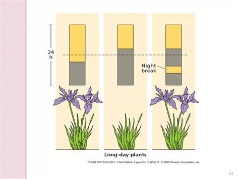 Physiology Of Flowering Photoperiodism Pptx