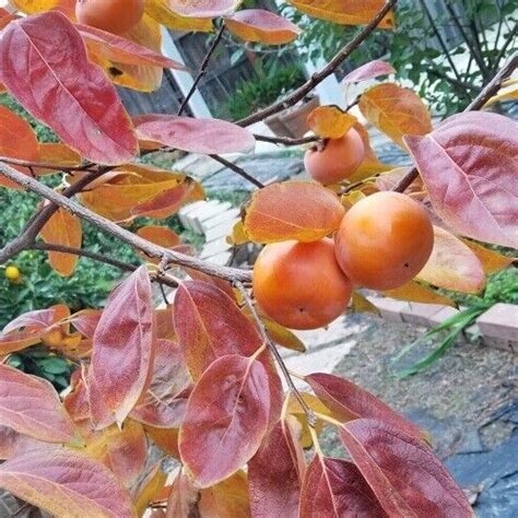4 6 FUYU PERSIMMON Fruit Tree Plant Healthy Trees Grow Persimmons Plants Plants Seedlings