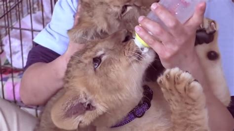 غذا دادن به بچه شیر ها در باغ وحش نماشا