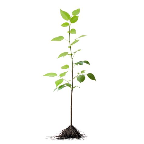 A Healthy Tree Sapling With Visible Roots Growing Against A Clean