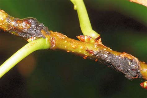 Pseudomonas Syringae Pv Morsprunorum Plant Parasites Of Europe