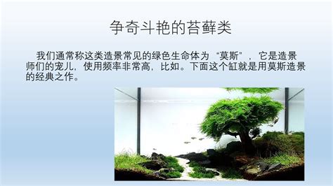 新人入坑水草缸，求大神科普水草知识，包括水草种类，品名习性等？ 知乎