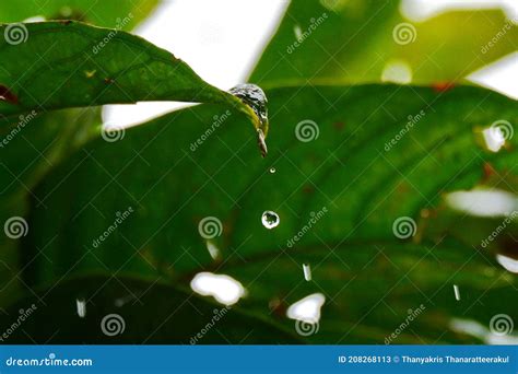 Water Droplets On The Tree After The Rain Fell From The Sky Stock Image Image Of Nature