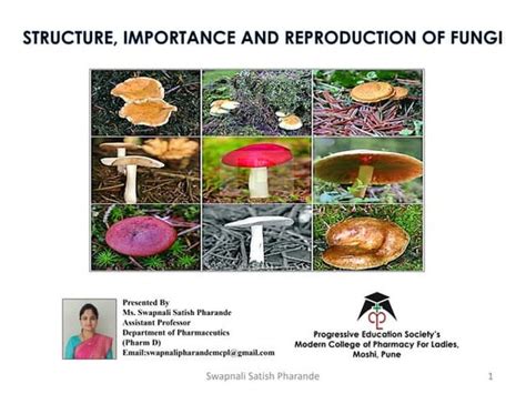 Sexual Reproduction In Fungi Pptx Infertility Reproductive Health