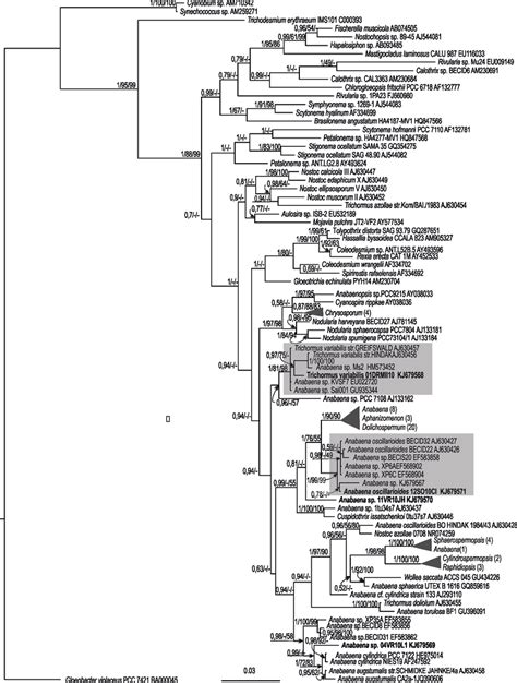 Bayesian Inference Bi Tree Based On 16s Rrna Data 1361 Bp Showing