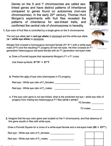 Solved Genes On The X And Y Chromosomes Are Called Sexlinked Chegg Com