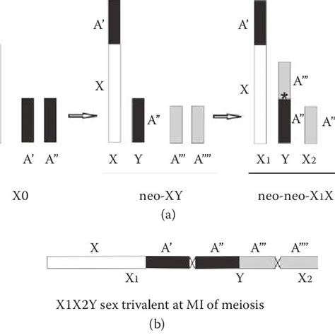 3 The Presumed Origin Of The X 1 X 2 Y Sex Chromosome System A And
