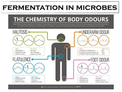 Classical Biotechnology Fermentation Pdf
