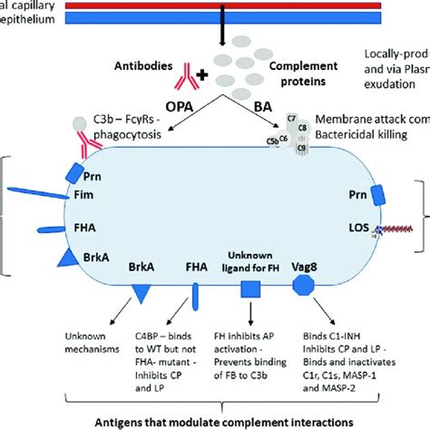 Factors Important For Antibody Function Against B Pertussis Download Scientific Diagram