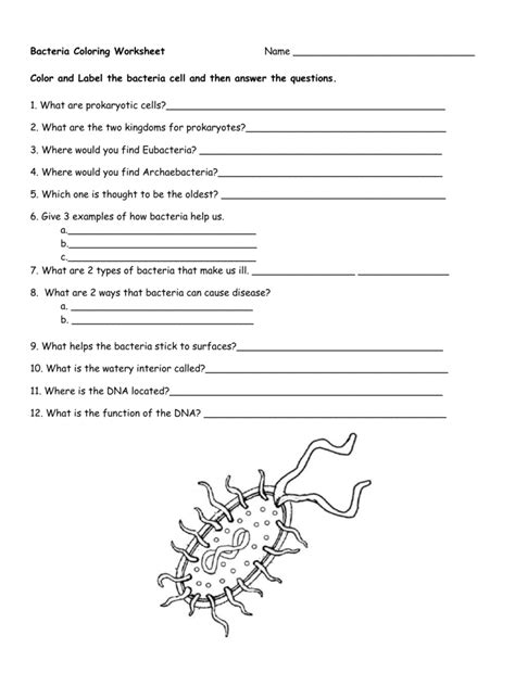 Viruses Structure And Function Worksheet