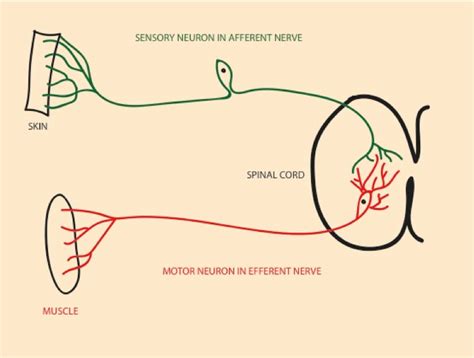 Peripheral Nervous System Queensland Brain Institute University Of