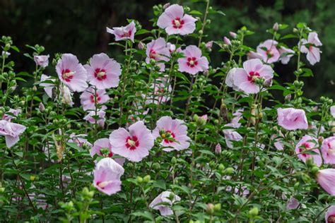 ムクゲ 木槿 の花言葉花の種類や色開花時期は HORTI ホルティ by GreenSnap